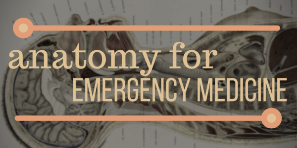 Anatomy for EM – Emergency Medicine Ireland